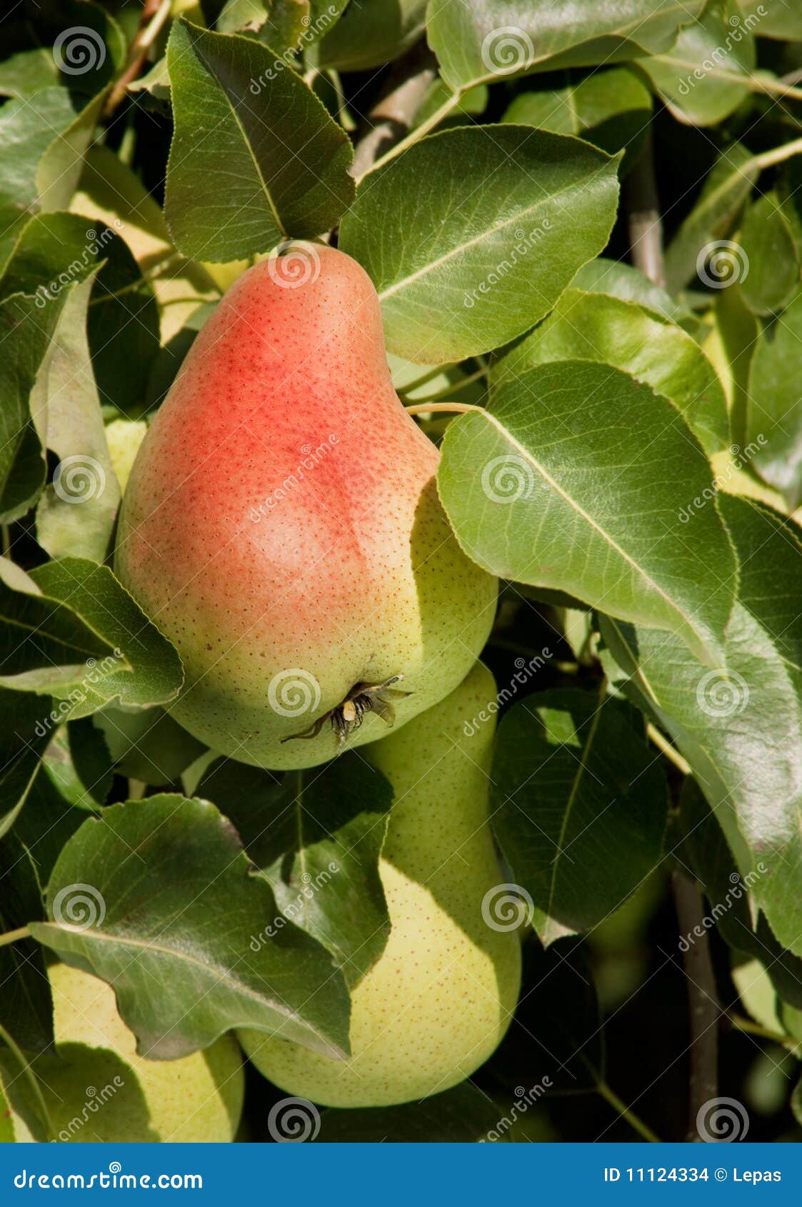 Ripe pear stock photo. Image of closeup, leaf, ripe, fruit - 11124334