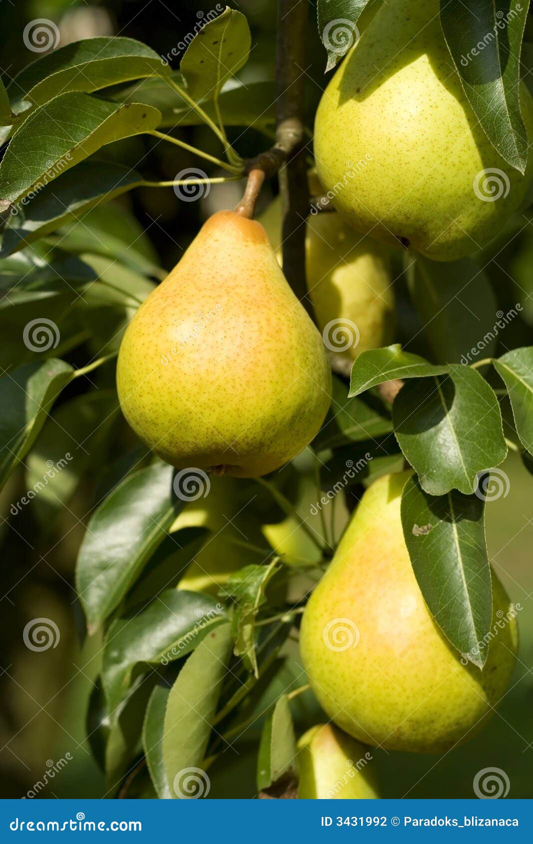 Ripe pear detail stock photo. Image of ripe, natural, leaves - 3431992