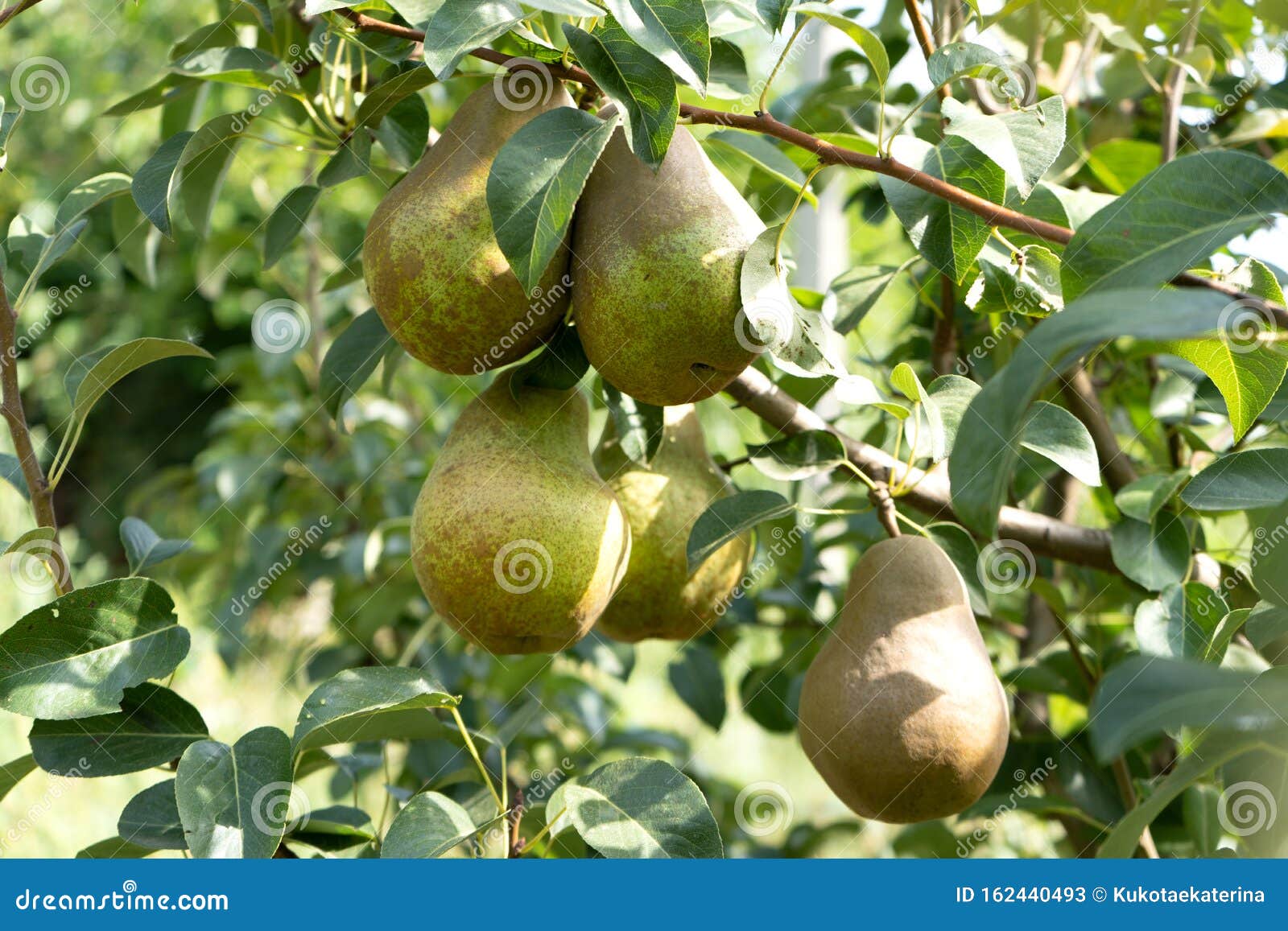 Ripe Pear Fruit on a Tree in the Green Garden Stock Image - Image of ...