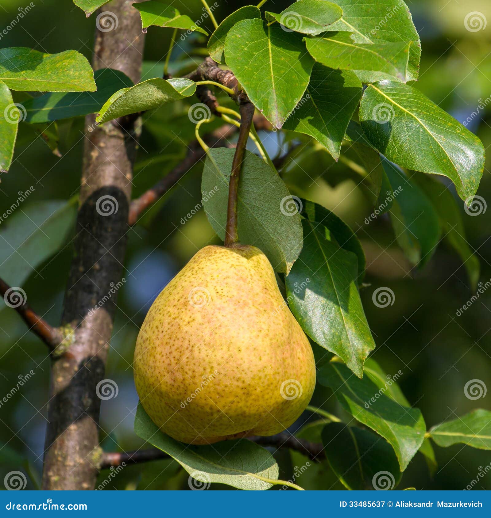 Ripe pear fruits stock image. Image of delicious, crop - 33485637