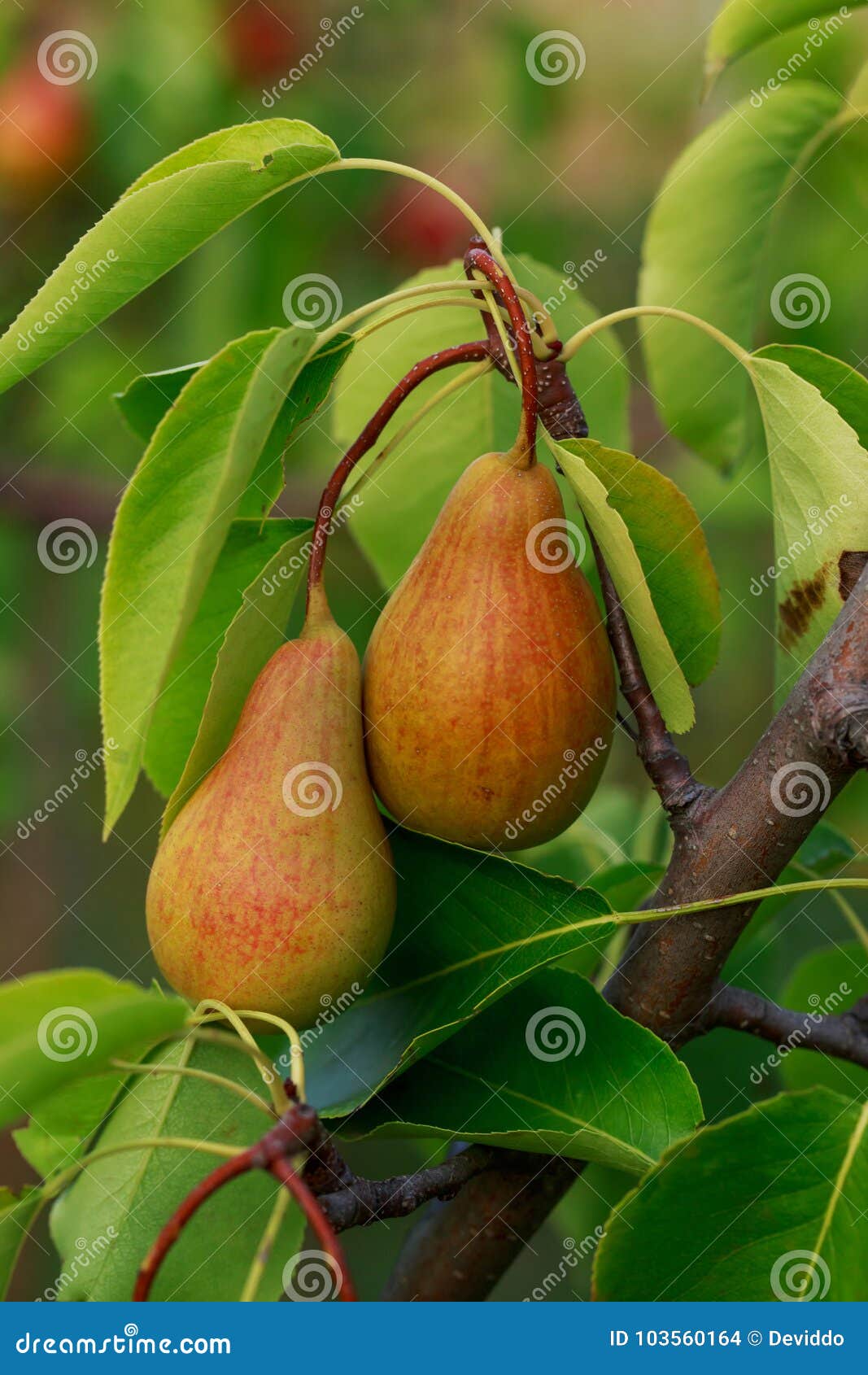 The ripe pear stock photo. Image of branch, fresh, plant - 103560164