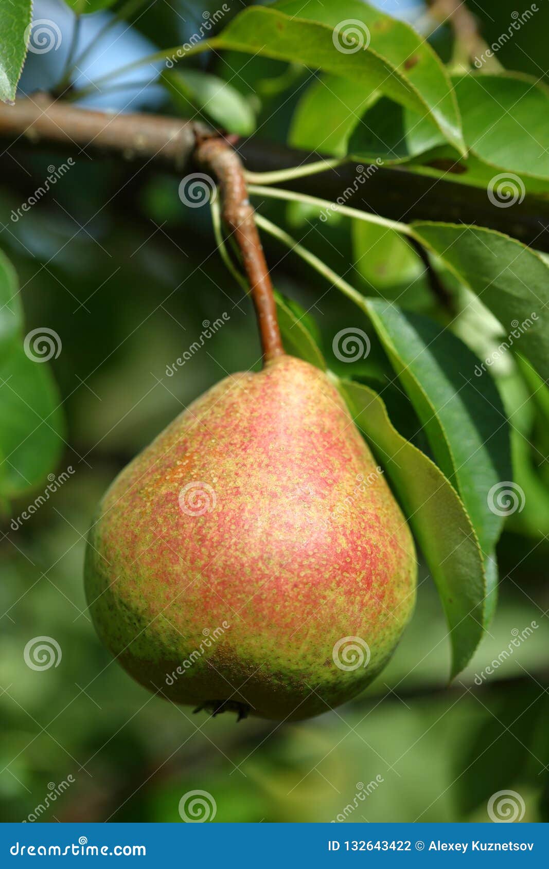 Ripe Pear Hanging on a Tree a Stock Photo - Image of hanging, nature ...