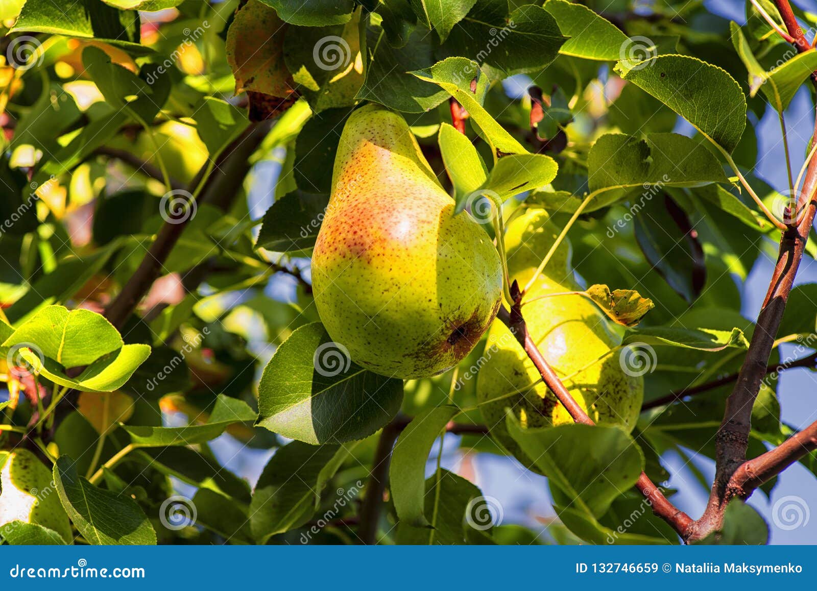 Ripe Pear Hangs on a Tree Branch, Autumn Ripe Fruit on a Tree. Stock ...