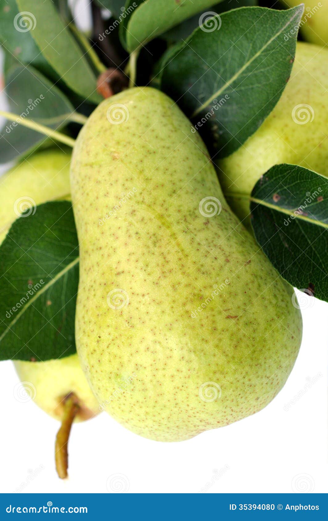 Ripe pear stock photo. Image of christ, eating, food - 35394080