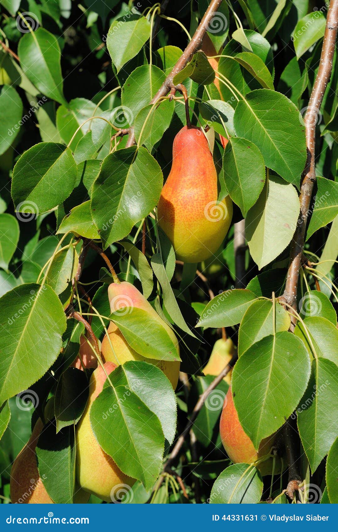 Ripe Pear in Leaves of Tree Stock Image - Image of ripe, green: 44331631