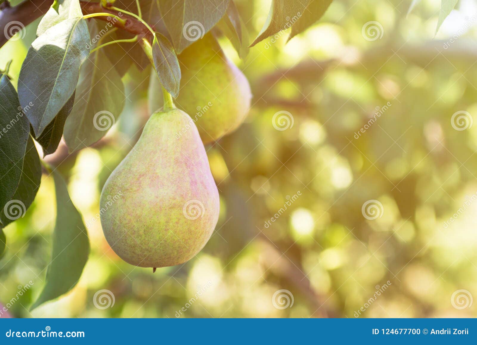 Ripe pear on a tree stock photo. Image of mural, bright - 124677700