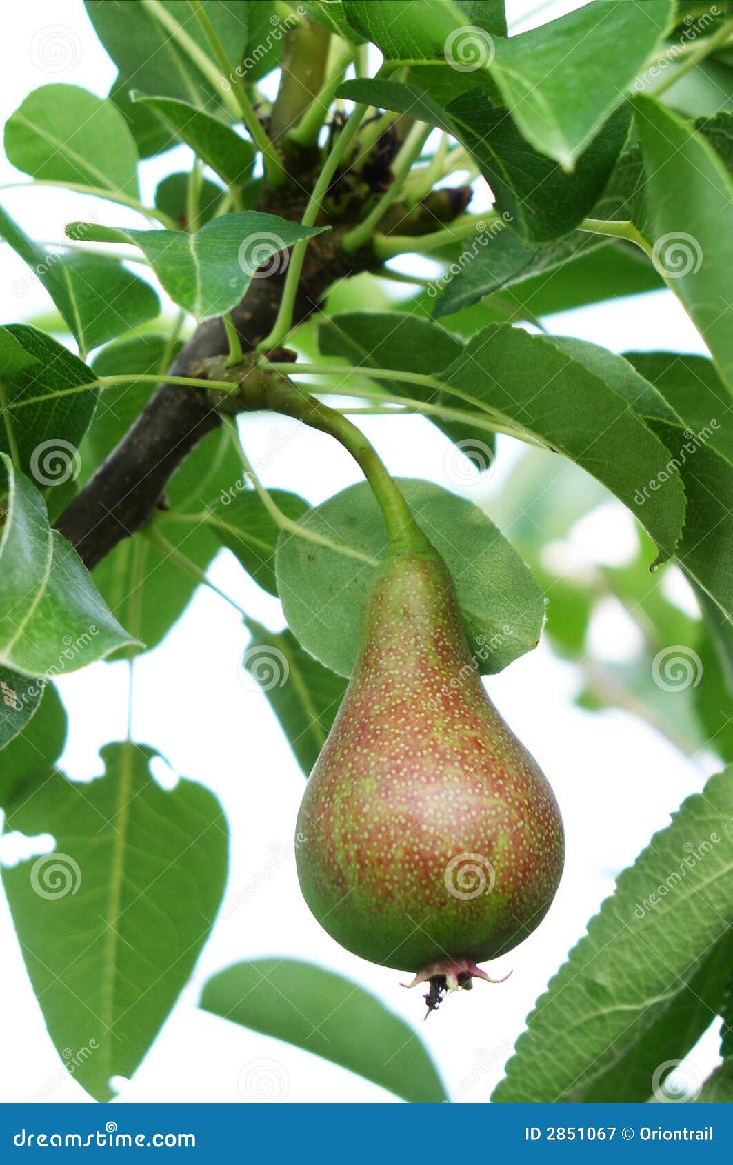 Ripe pear on a tree stock image. Image of autumn, nature - 2851067