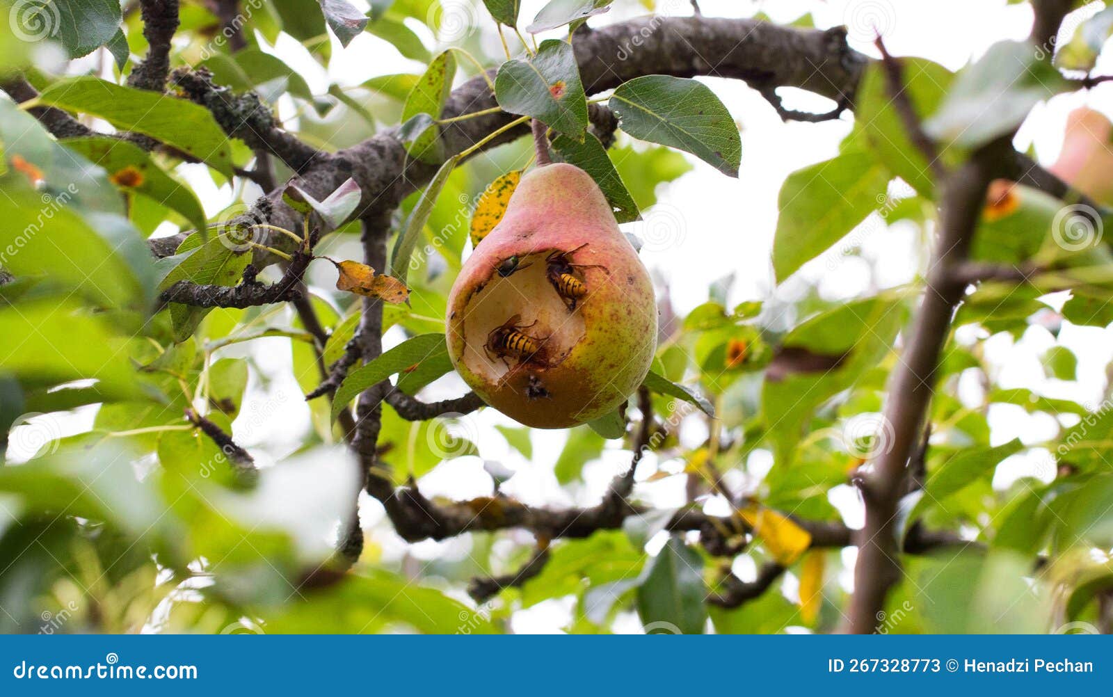 Ripe Pear on a Tree Bitten by Wasps. the Problem is Eating Pear Fruits ...