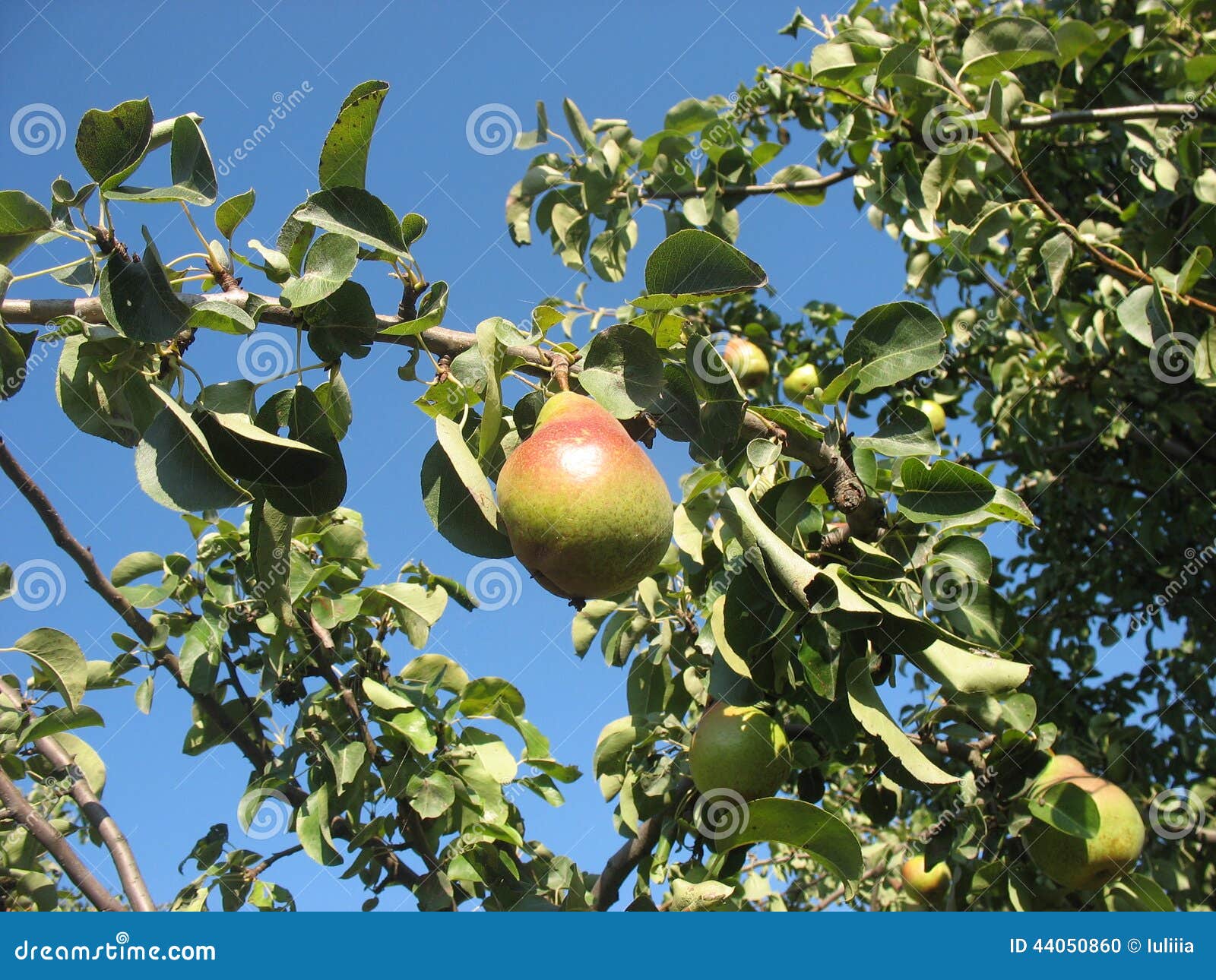 Ripe pear stock photo. Image of celestial, tree, ripe - 44050860