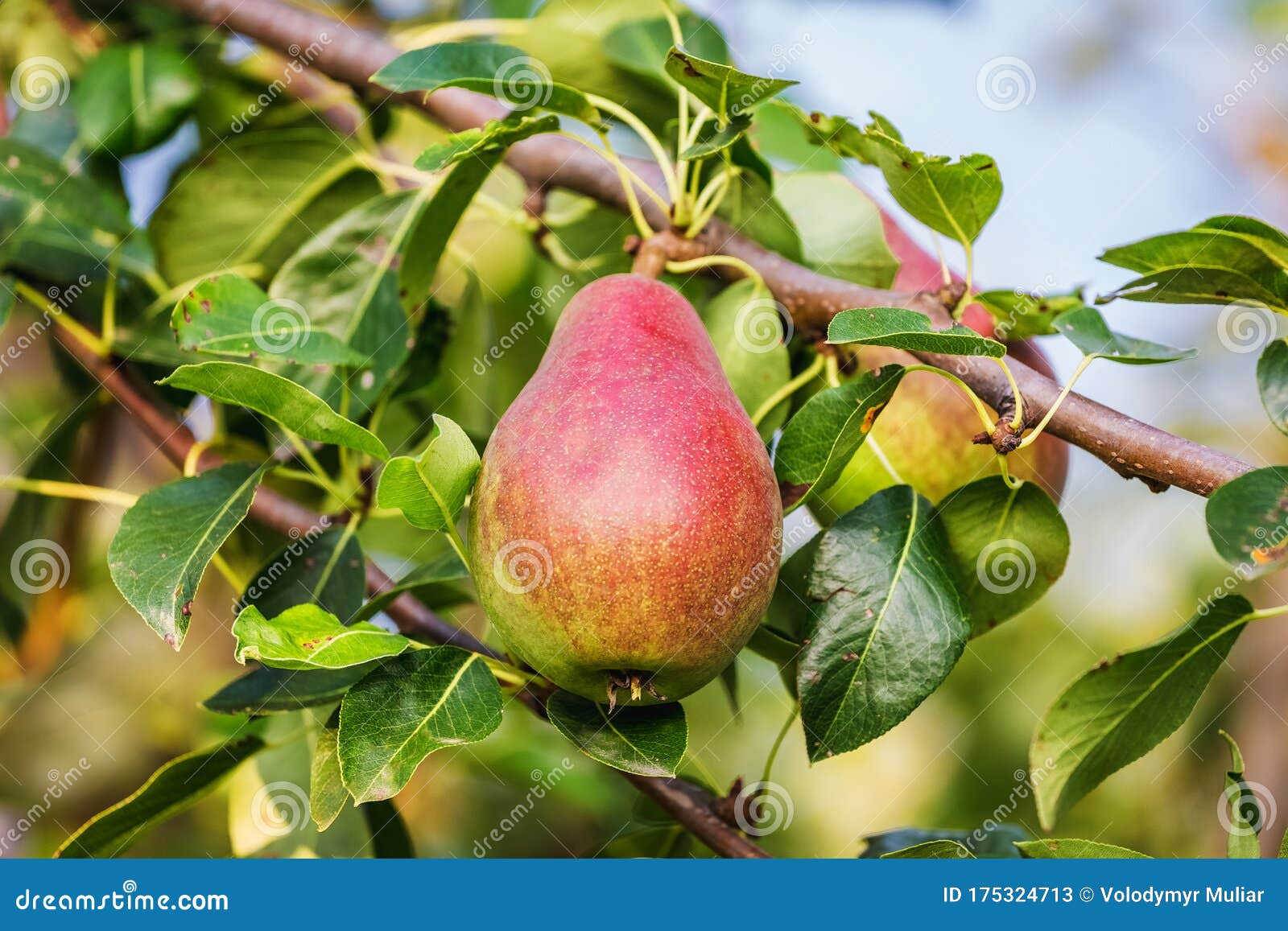 Ripe Pear on a Tree, Growing Pears_ Stock Image - Image of natural ...