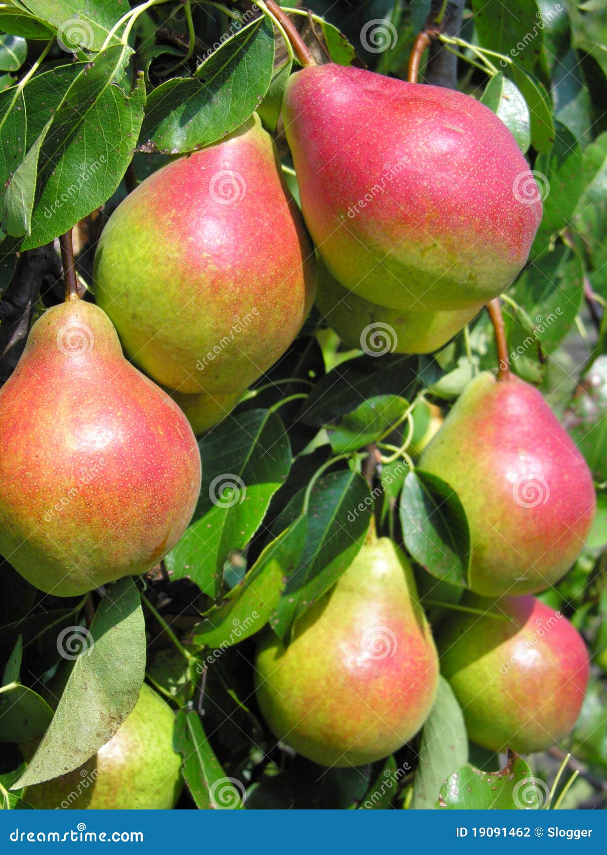 Ripe pears stock photo. Image of orchard, plant, harvesting - 19091462