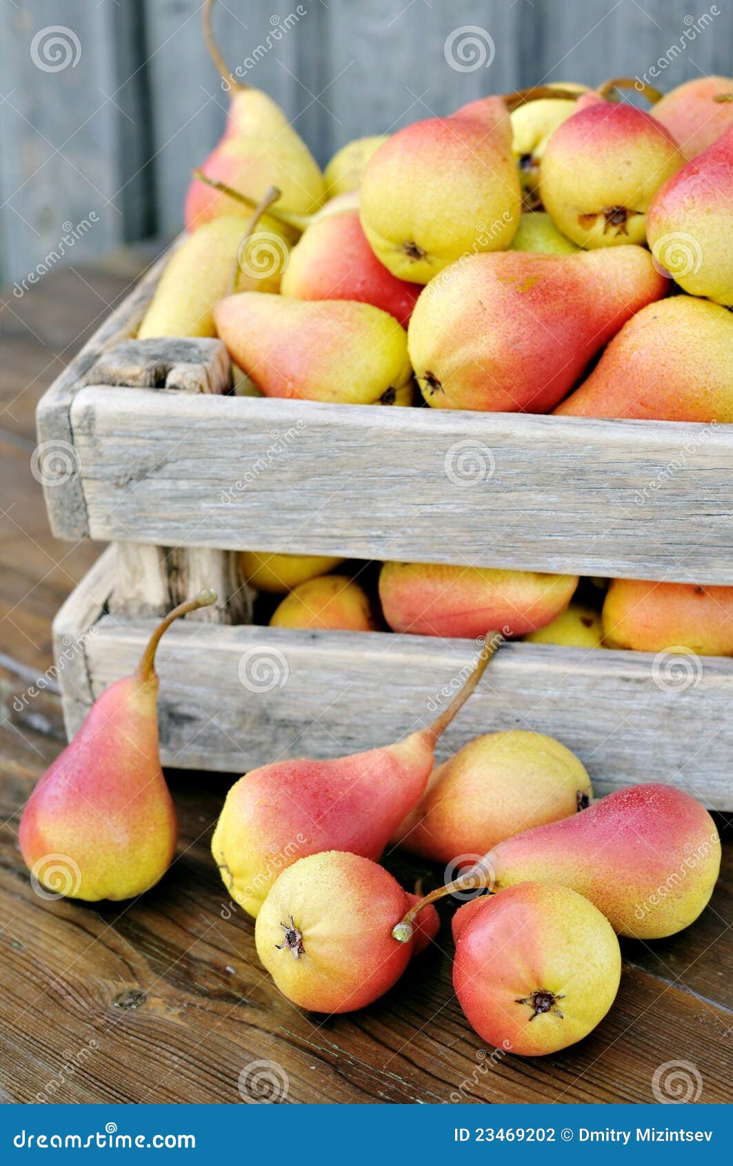 Ripe pears stock photo. Image of juicy, healthy, juice - 23469202