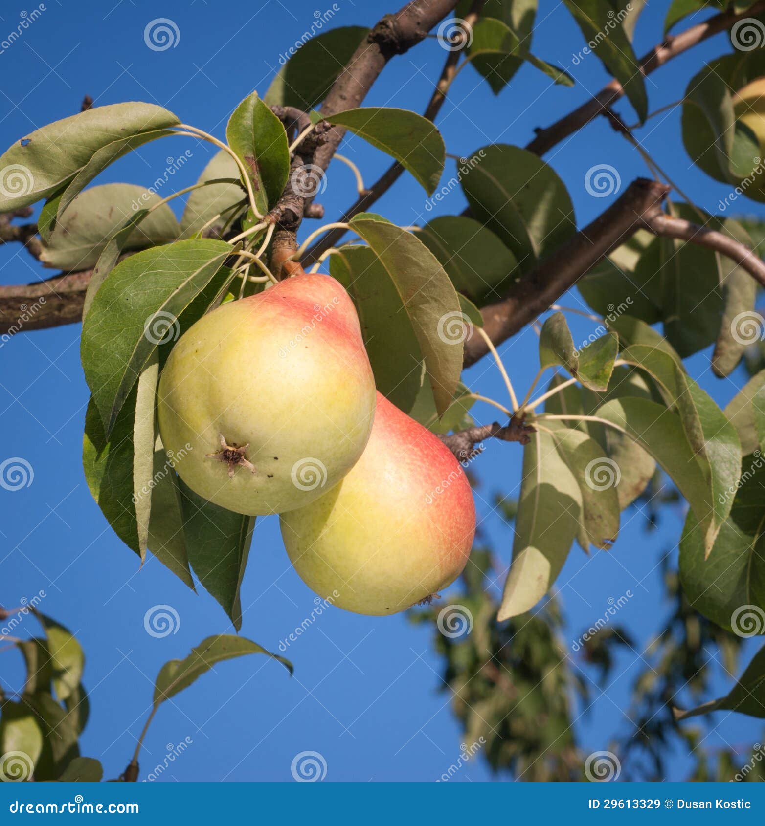 Ripe pears stock image. Image of colorful, food, tree - 29613329