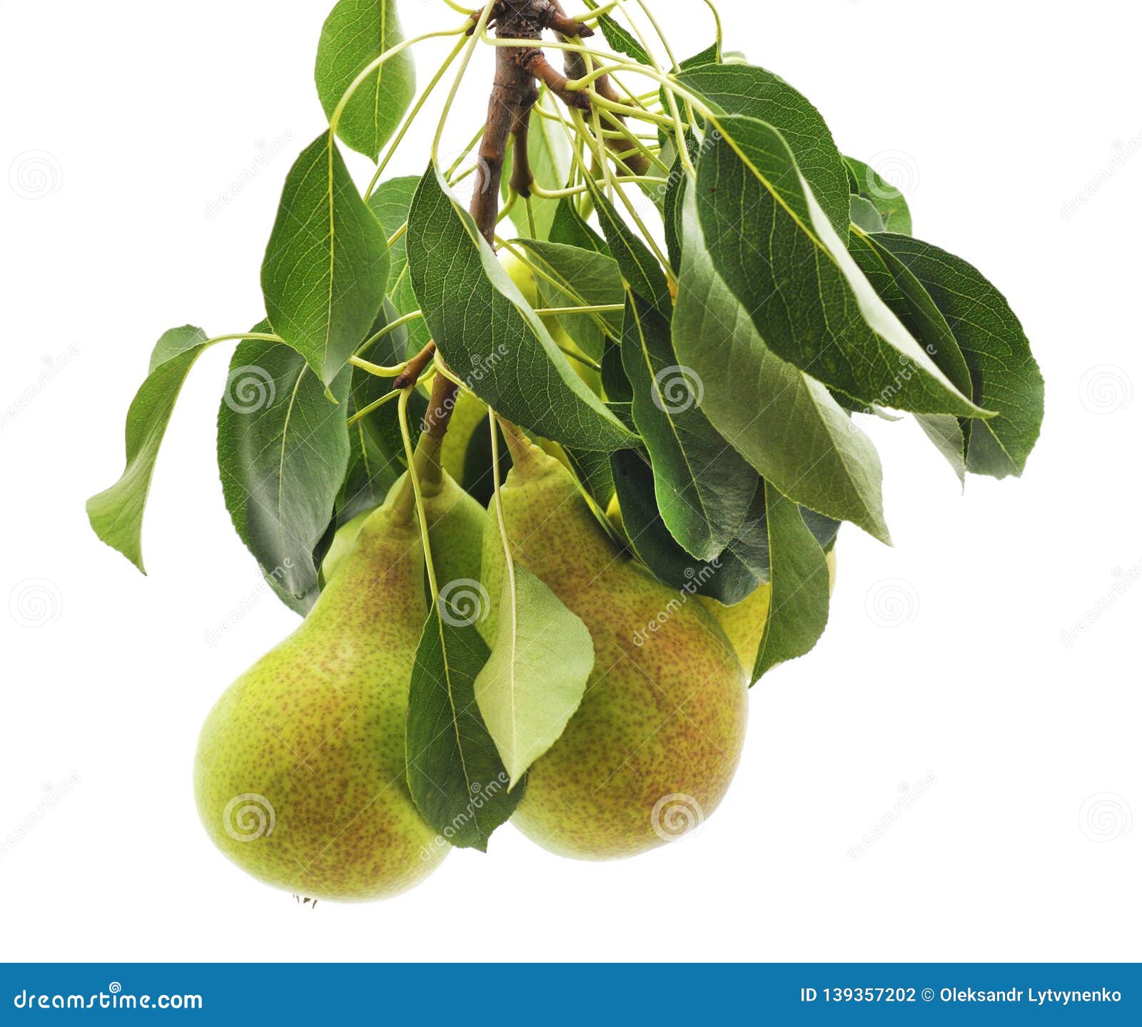 Ripe pears on a branch stock photo. Image of pears, color - 139357202