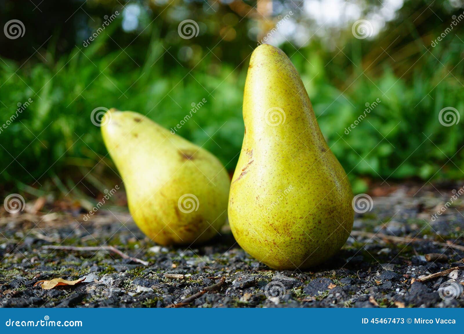 Ripe pears stock image. Image of fruit, ground, food - 45467473