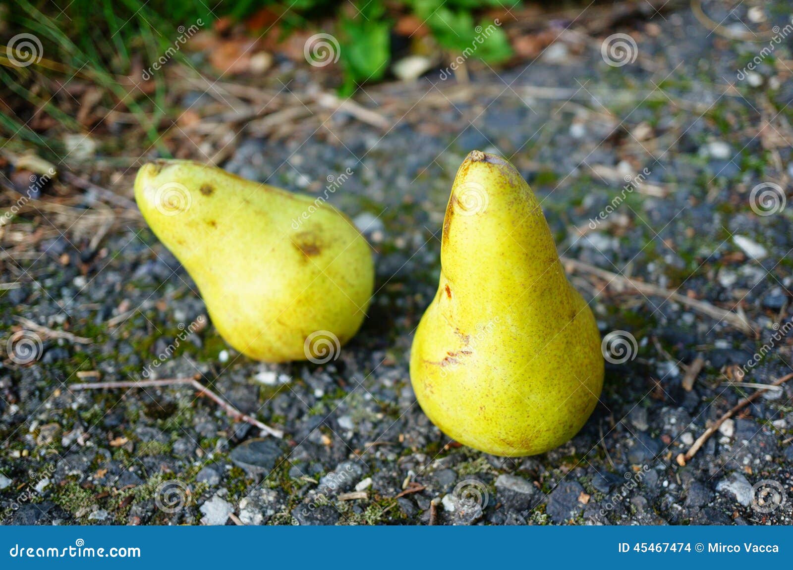 Ripe pears stock photo. Image of pears, citrus, ripe - 45467474