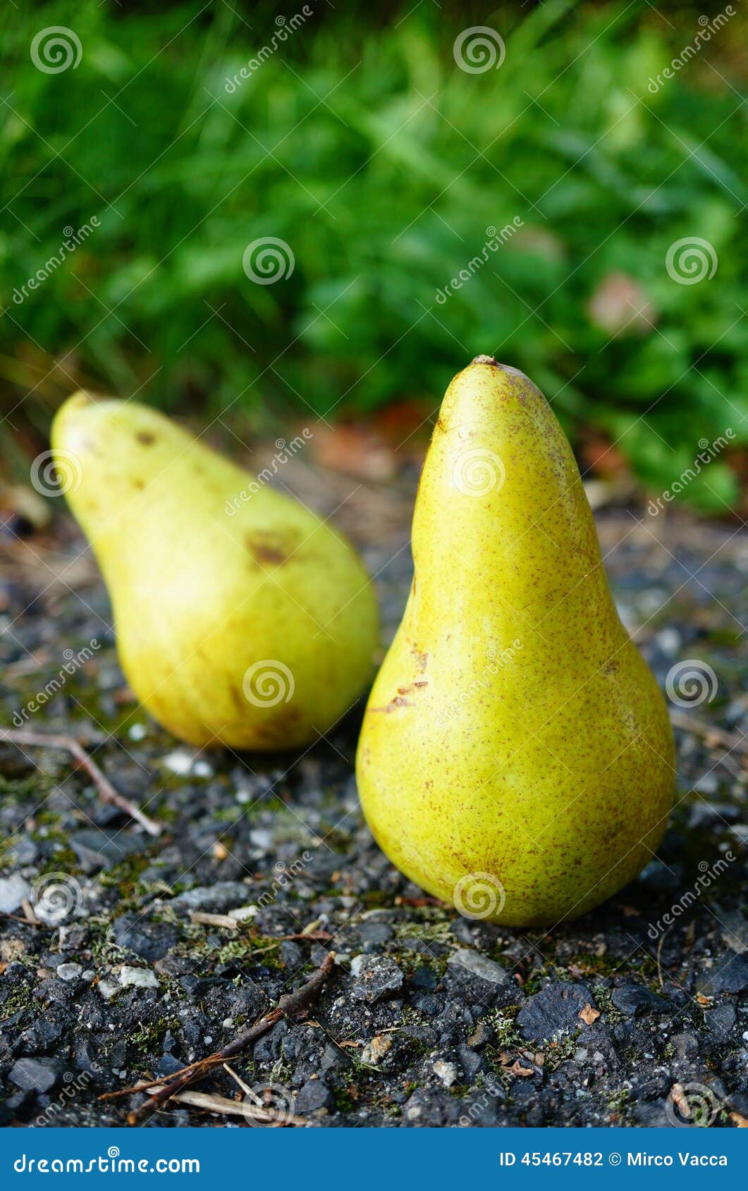Ripe pears stock photo. Image of produce, ground, plant - 45467482