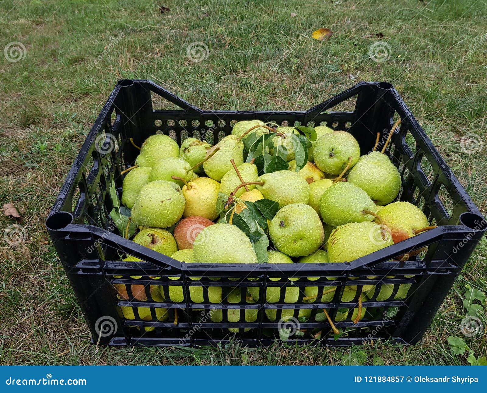 Ripe Pears in a Plastic Container Stock Image - Image of object ...