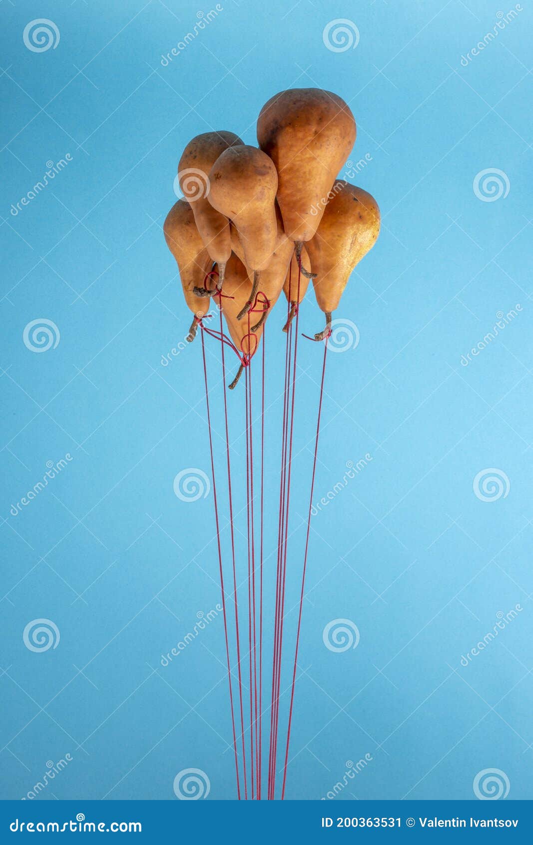 Ripe Pears on a Rope on a Blue Background, Inverted Stock Image - Image ...