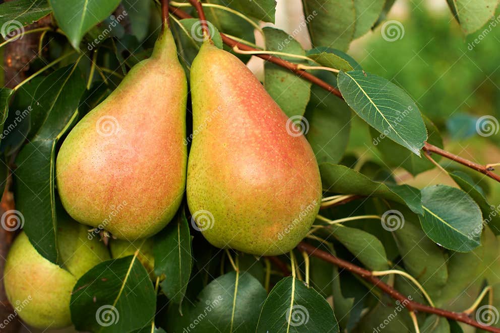 Ripe pears on tree stock image. Image of freshness, harvest - 17759867