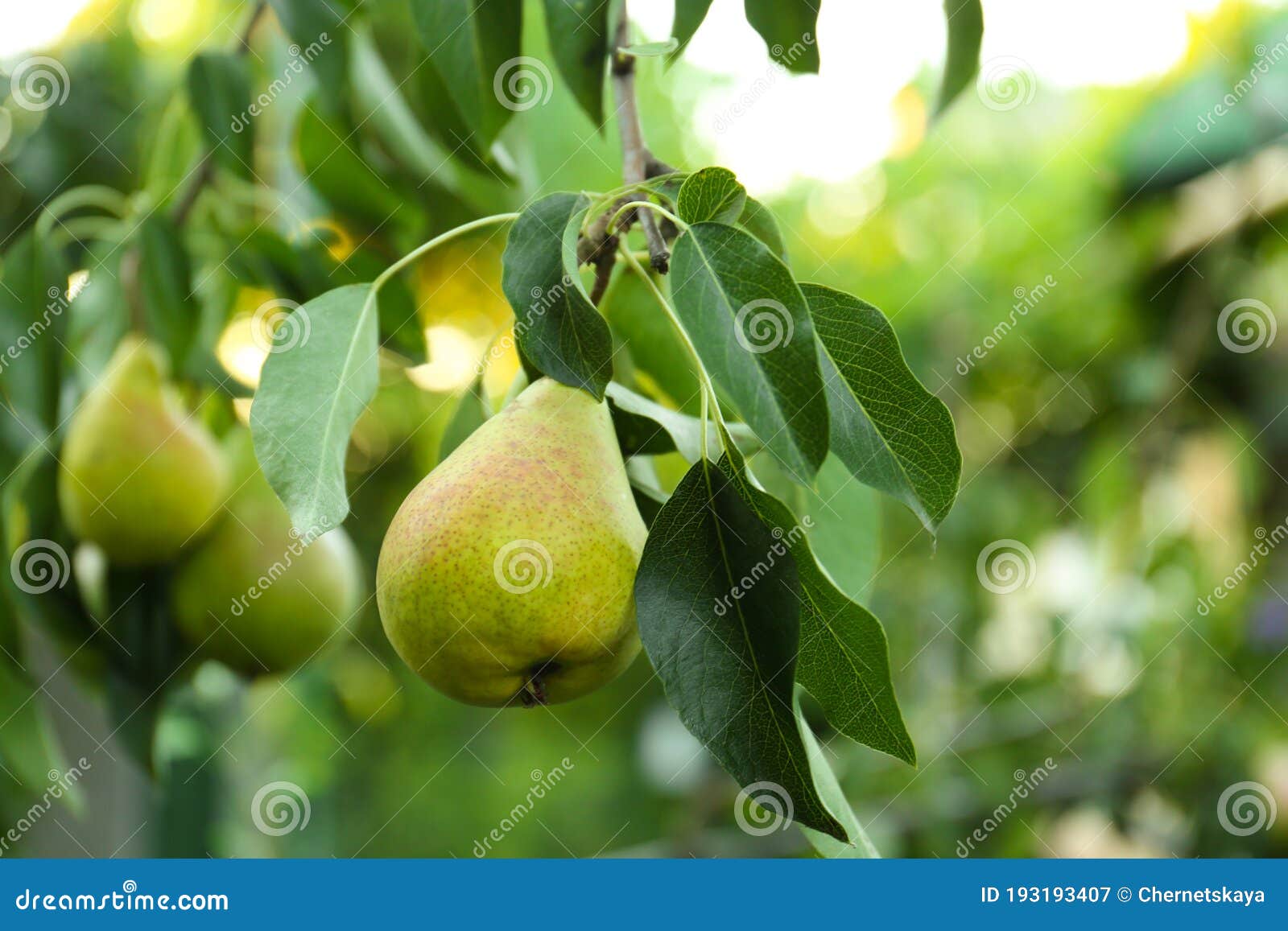 Ripe Pears on Tree Branch in Garden Stock Image - Image of crop ...