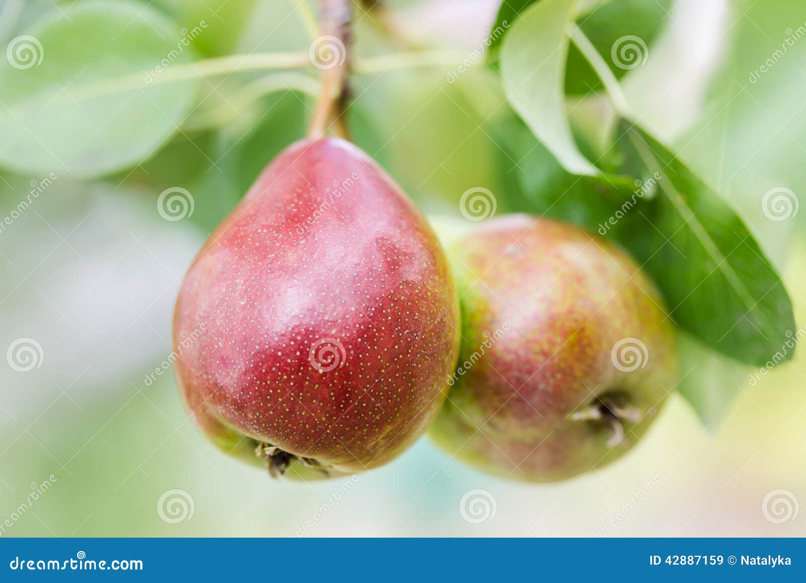 Ripe Pears on a Tree Outdoors, Close-up. Stock Image - Image of leaf ...