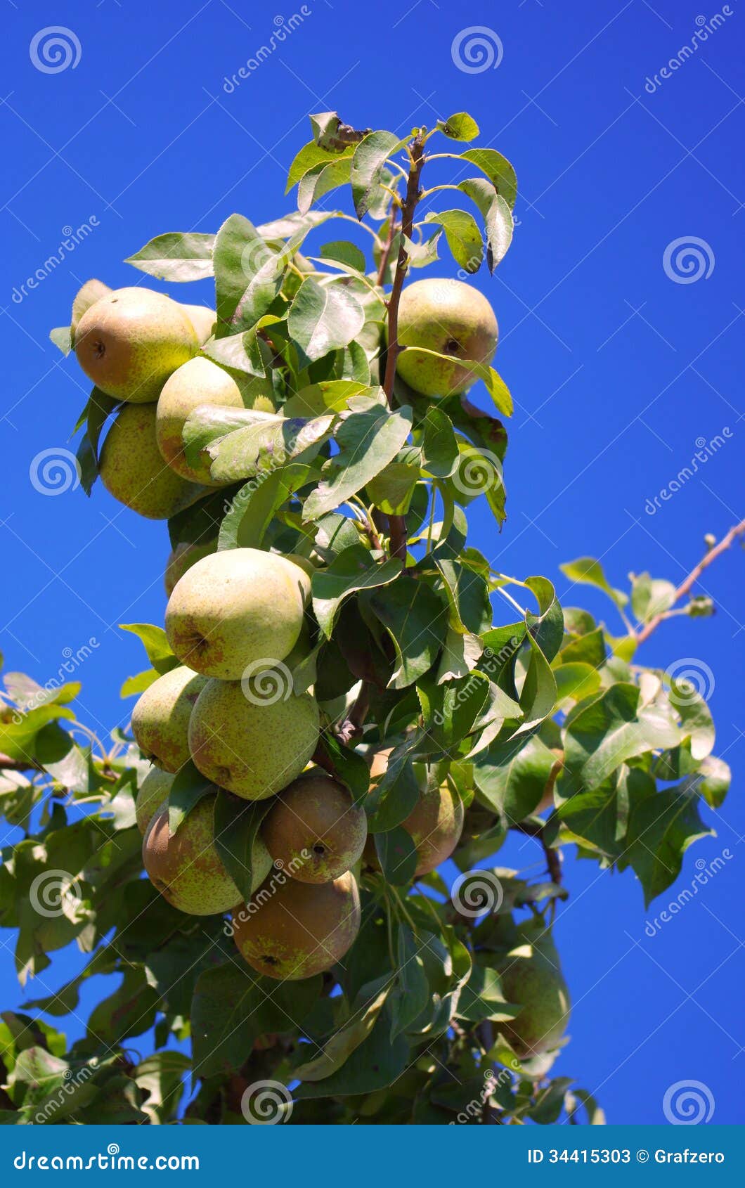 Ripe pears on a tree 3 stock image. Image of cultivation - 34415303