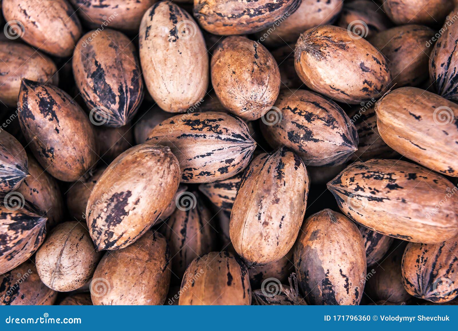 Ripe pecan nuts texture stock photo. Image of seed, tasty - 171796360