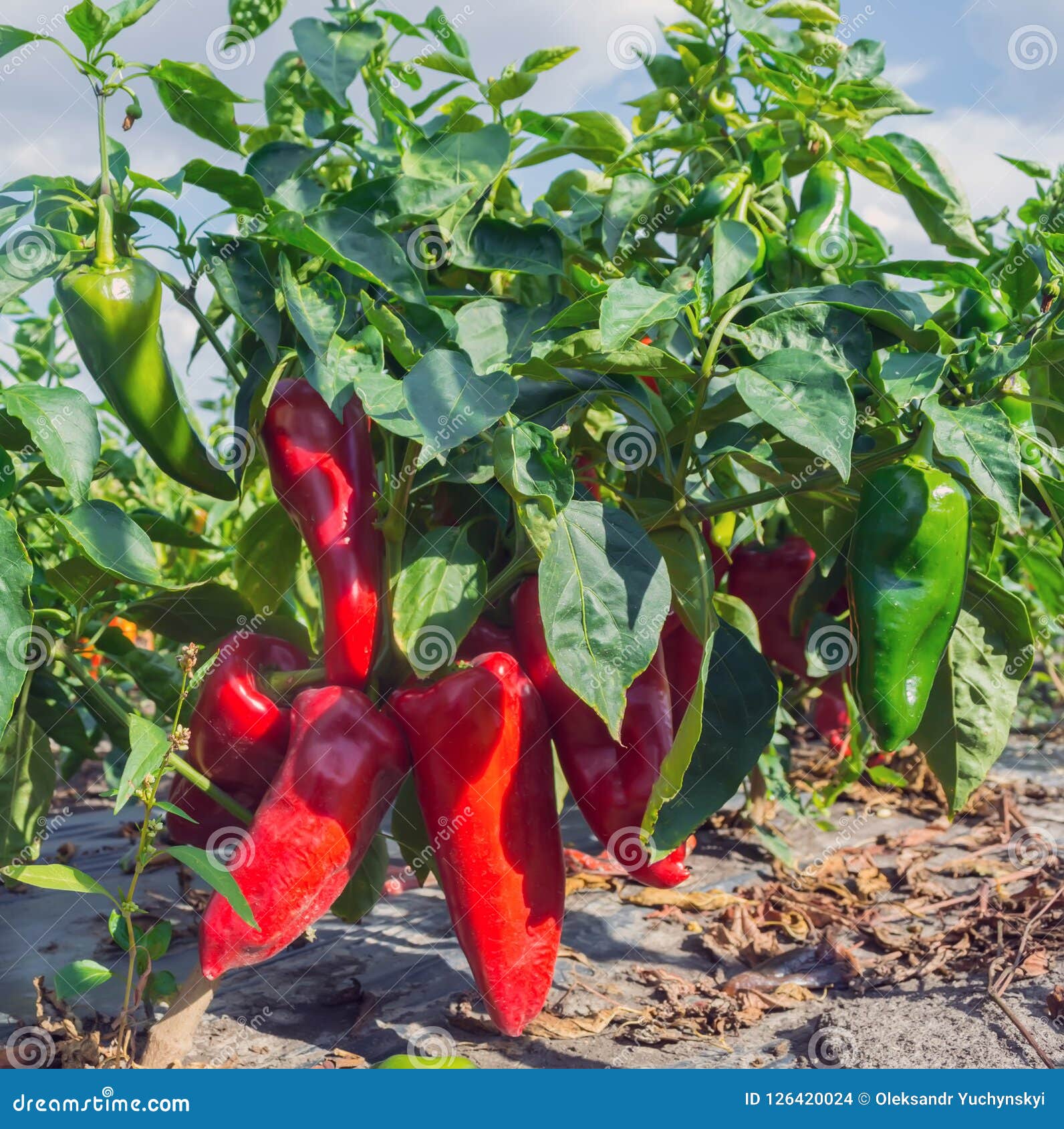 Ripe Pepper on the Field at Harvest Time Stock Photo - Image of grow ...