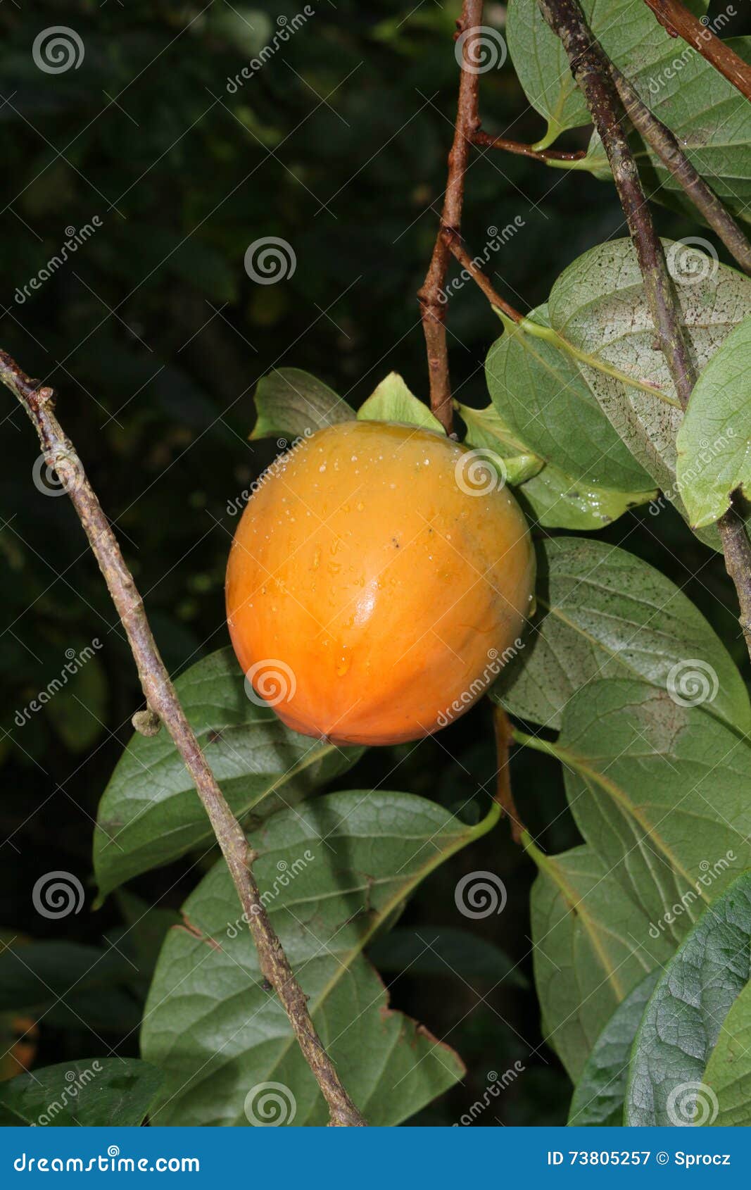 Ripe Persimmon Fruit on a Tree Stock Image - Image of organic, eating ...