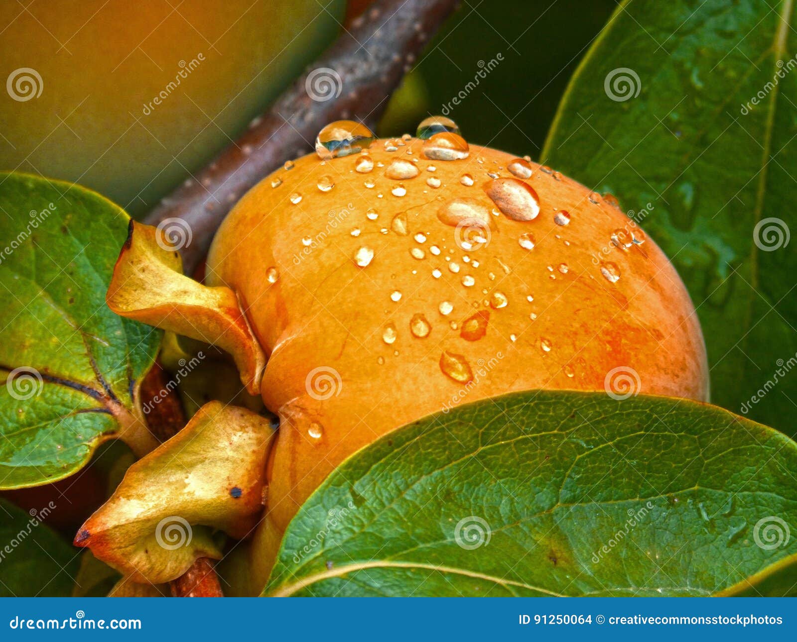 Ripe Persimmon Picture. Image: 91250064