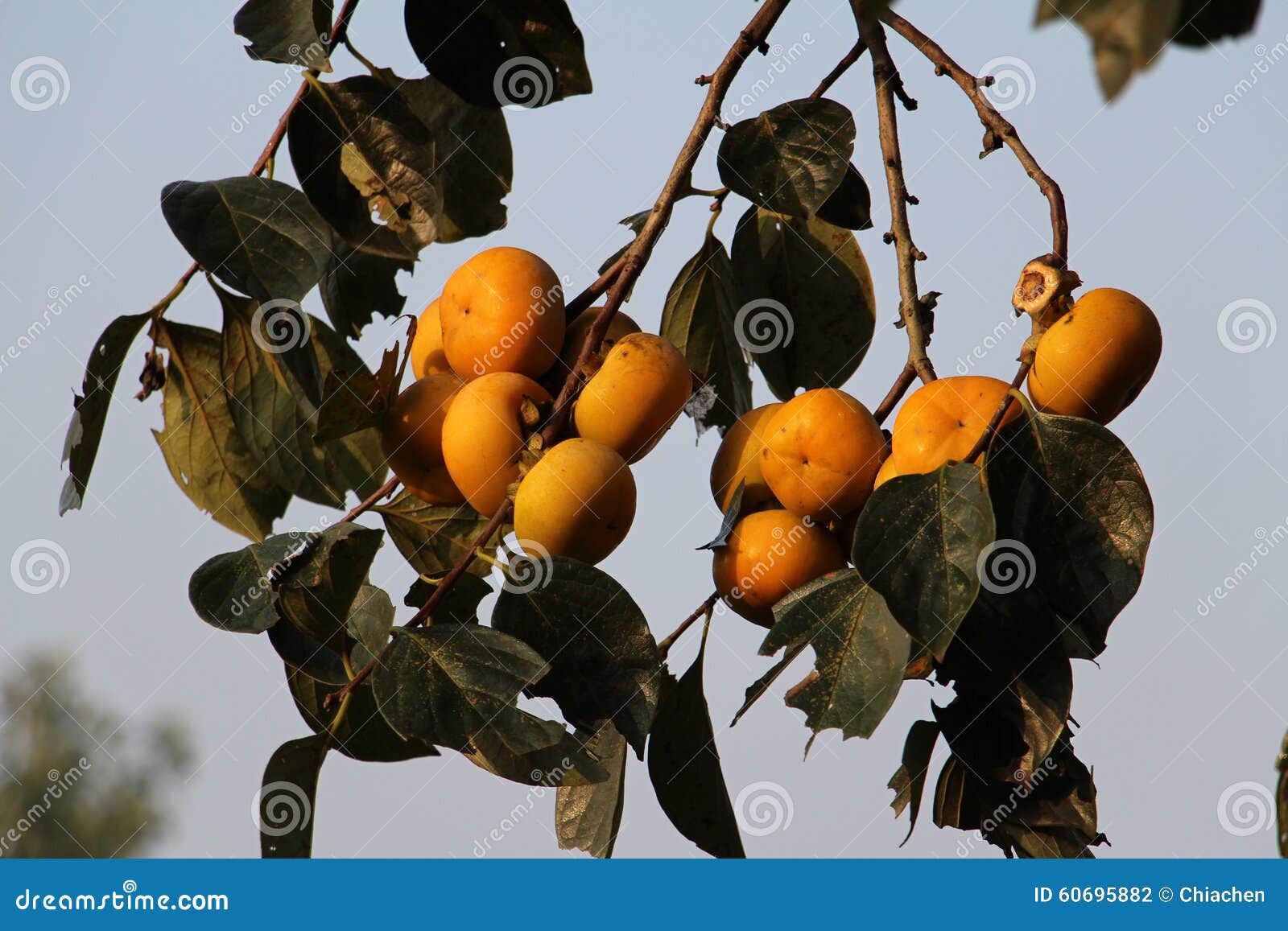 Ripe Persimmon in the Mid-autumn Stock Photo - Image of looking ...