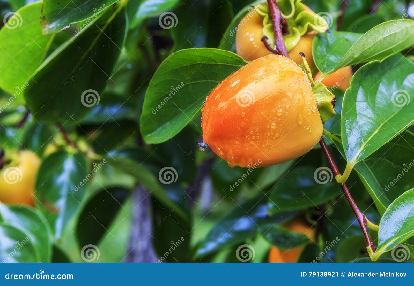 Ripe Persimmon on a Tree in the Rain Stock Image - Image of bright ...