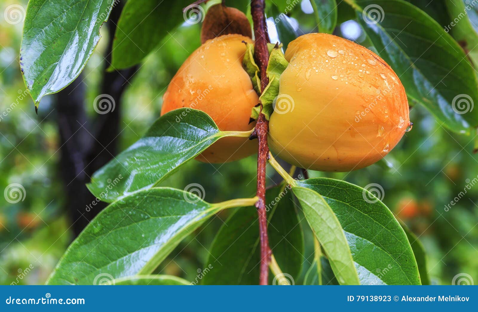 Ripe Persimmon on a Tree in the Rain Stock Image - Image of persimmon ...
