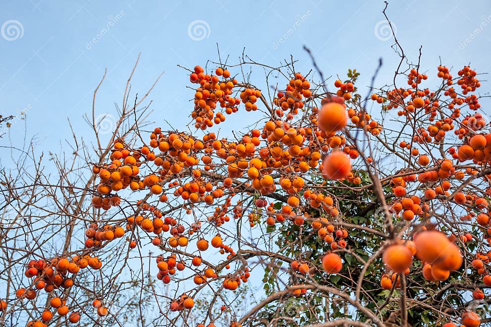 Ripe Persimmon on a Tree in Winter Stock Image - Image of autumn, fresh ...
