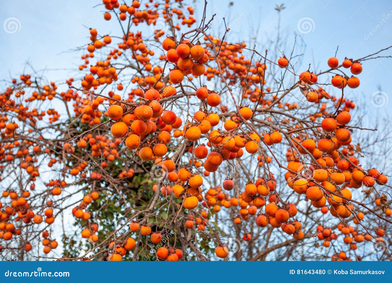 Ripe Persimmon on a Tree in Winter Stock Photo - Image of fresh ...