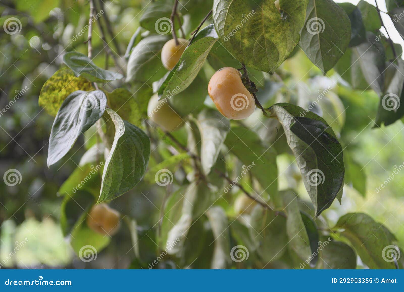 Ripe Persimmons Close Up at Persimmon Tree Stock Image - Image of ...