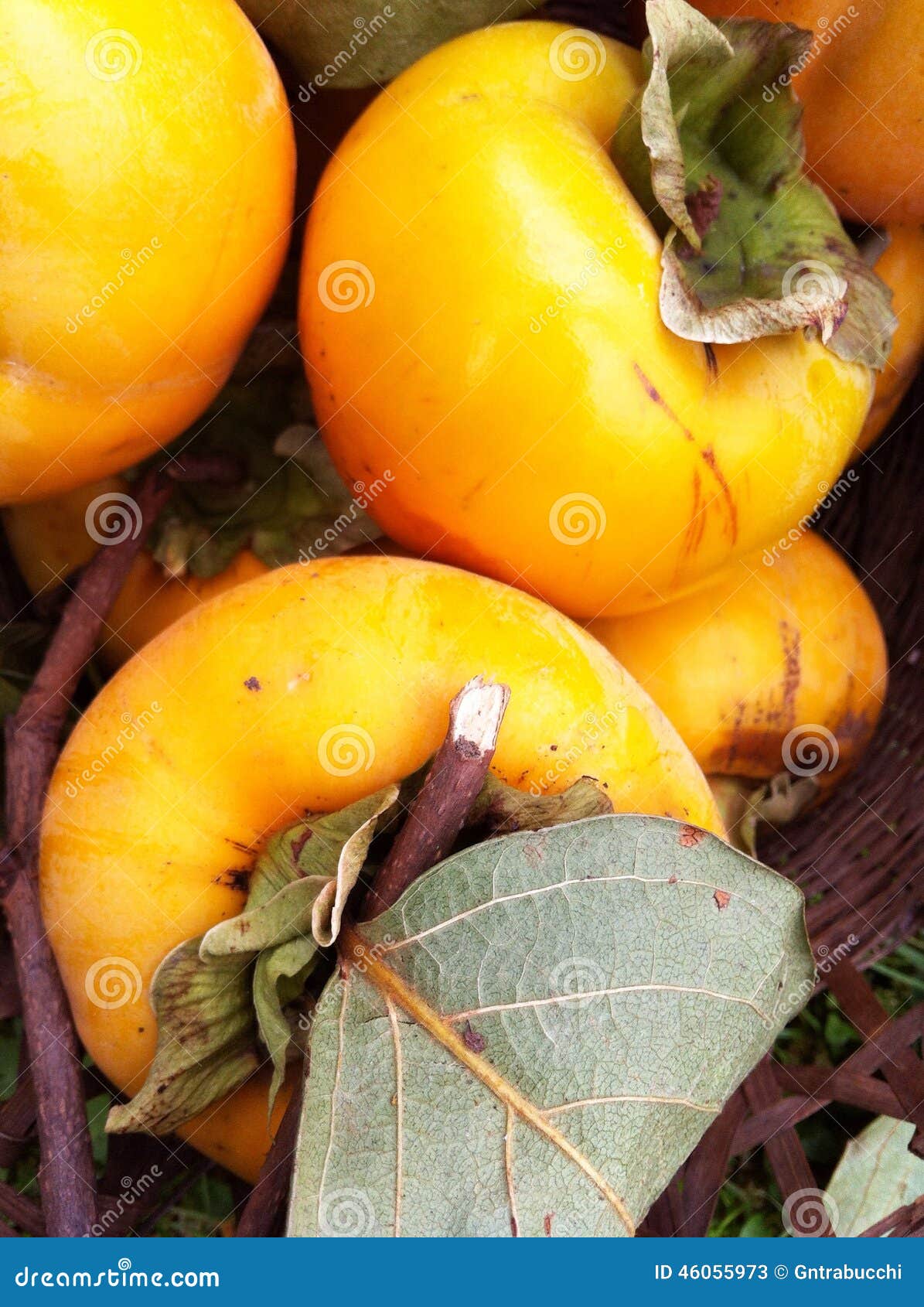 Ripe persimmons stock image. Image of nature, fruits - 46055973