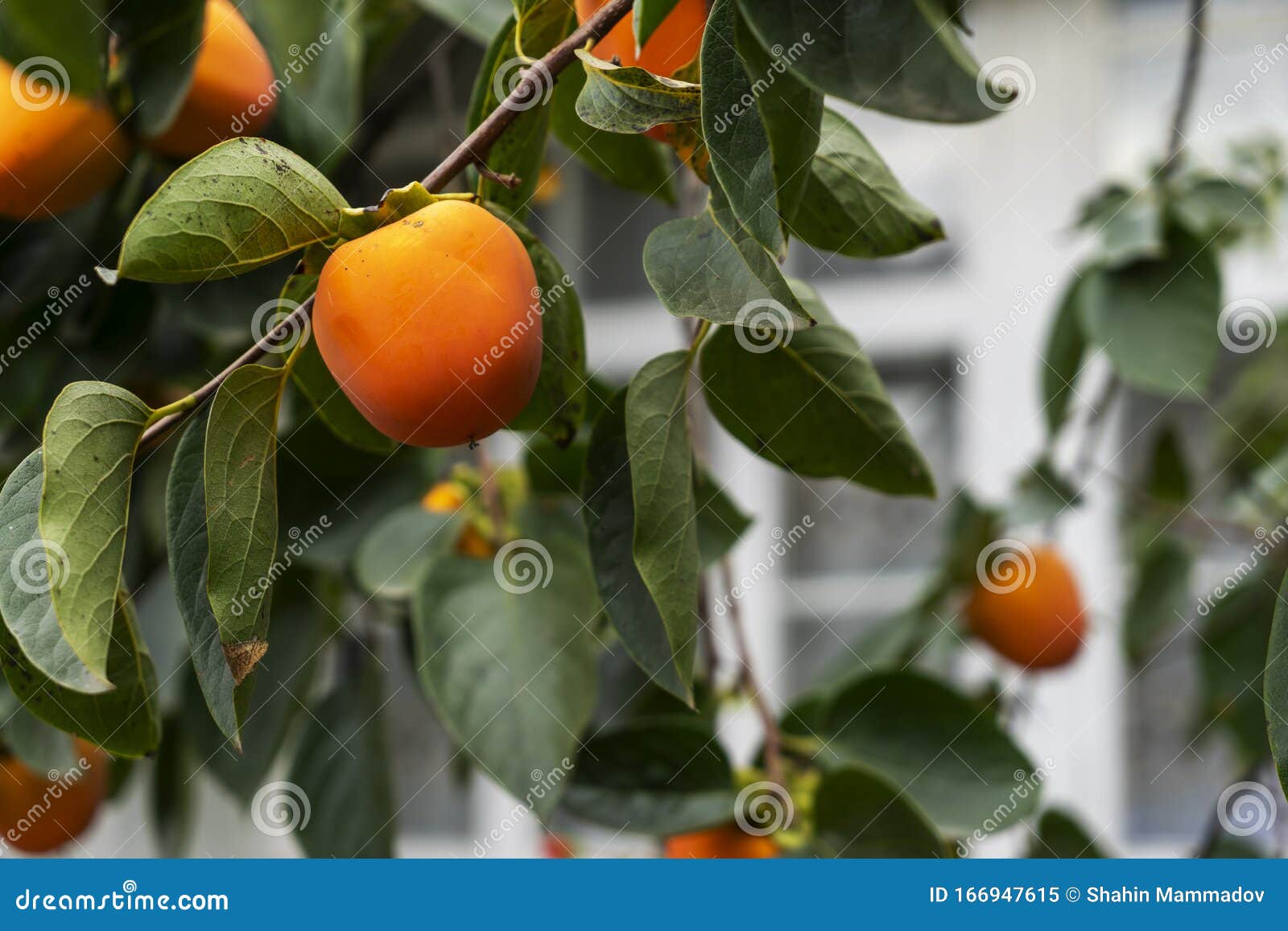 Ripe Persimmons Fruit Hanging on Persimmon Branch Tree Stock Image ...