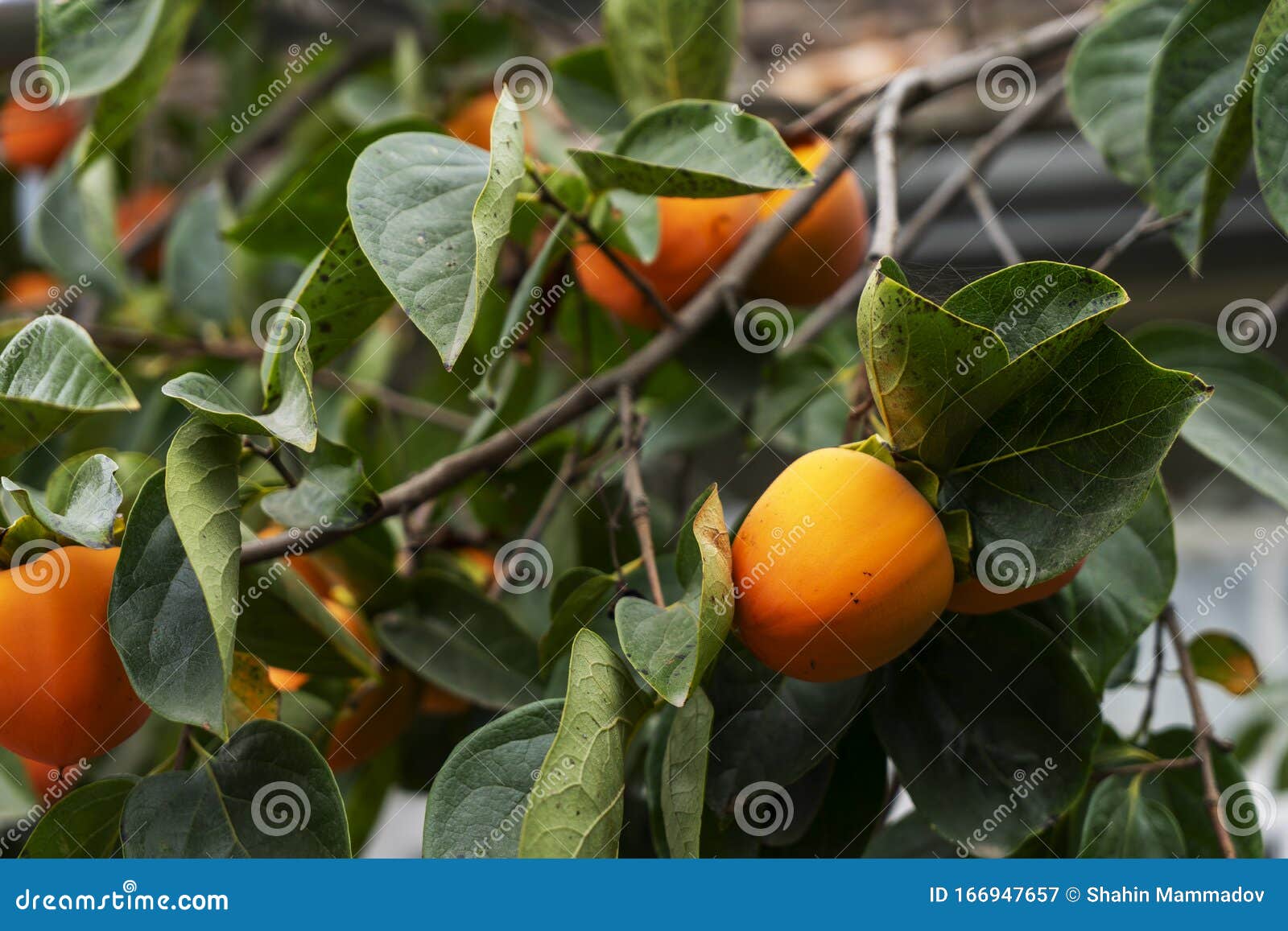 Ripe Persimmons Fruit Hanging on Persimmon Branch Tree Stock Image ...