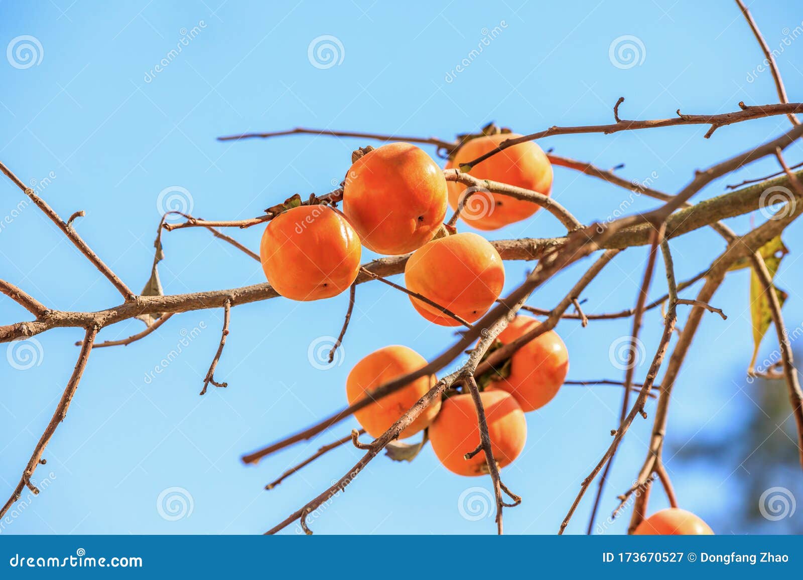 Ripe Persimmons in the Orchard Stock Image - Image of country, fresh ...