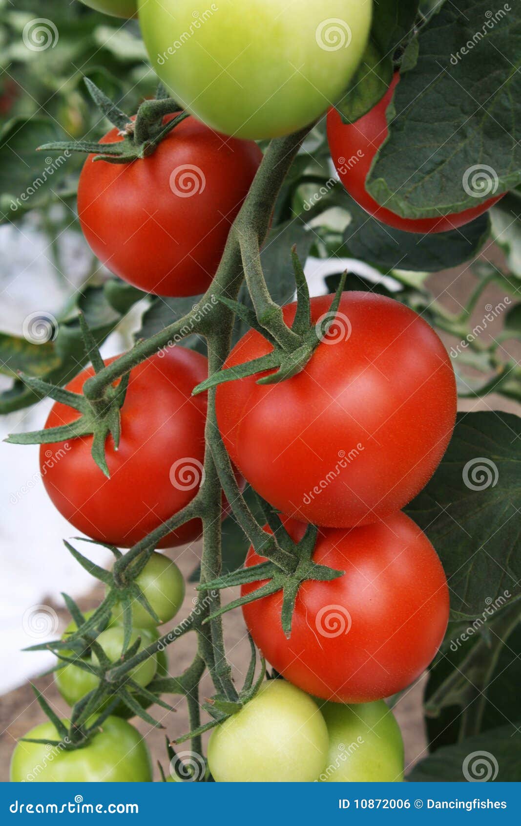 Ripe for the picking stock photo. Image of tomato, plant - 10872006