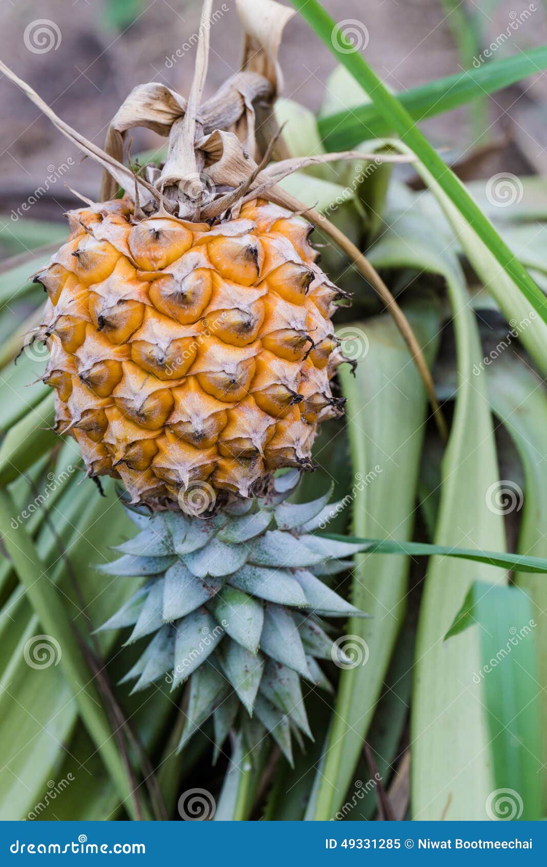 Ripe pine apple stock image. Image of pineapple, tree - 49331285