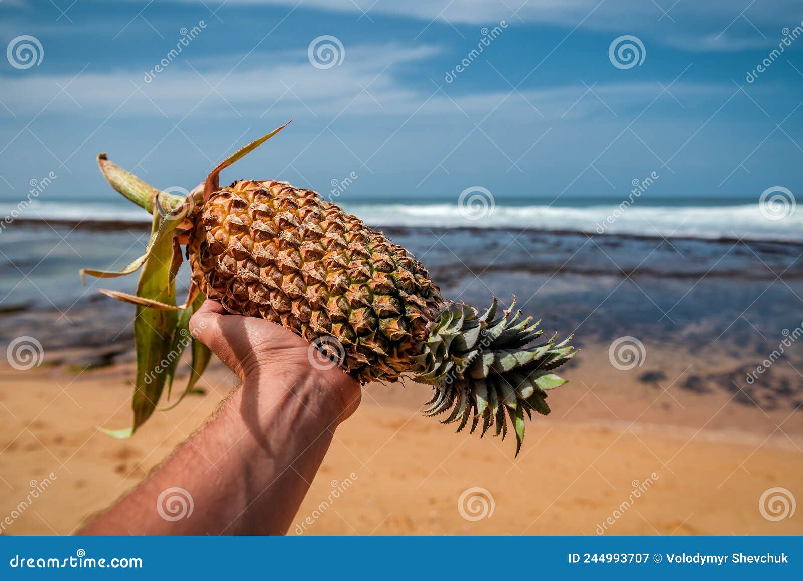 Ripe Pineapple in Human Hand Stock Image - Image of lifestyle ...