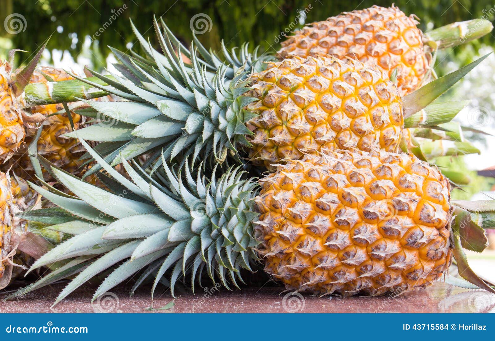 Ripe pineapple stock photo. Image of organic, fruit, pineapple - 43715584