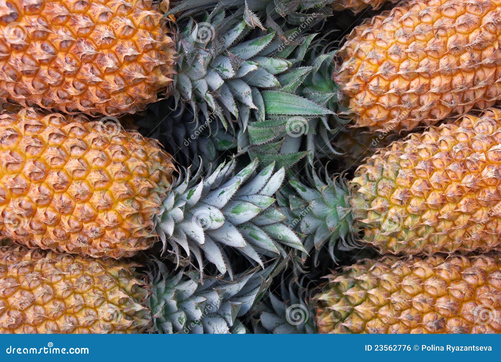 Ripe pineapples stock photo. Image of garden, leaves - 23562776