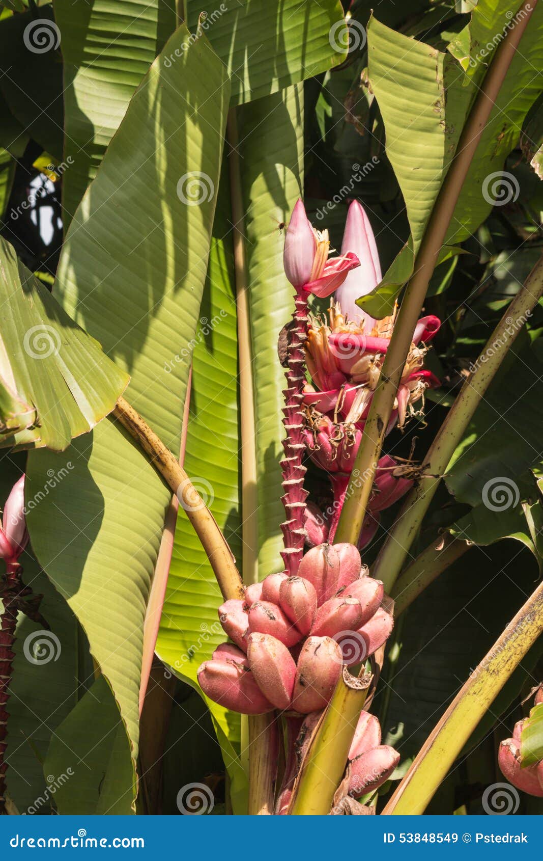 Ripe pink bananas stock image. Image of ornamental, velutina - 53848549