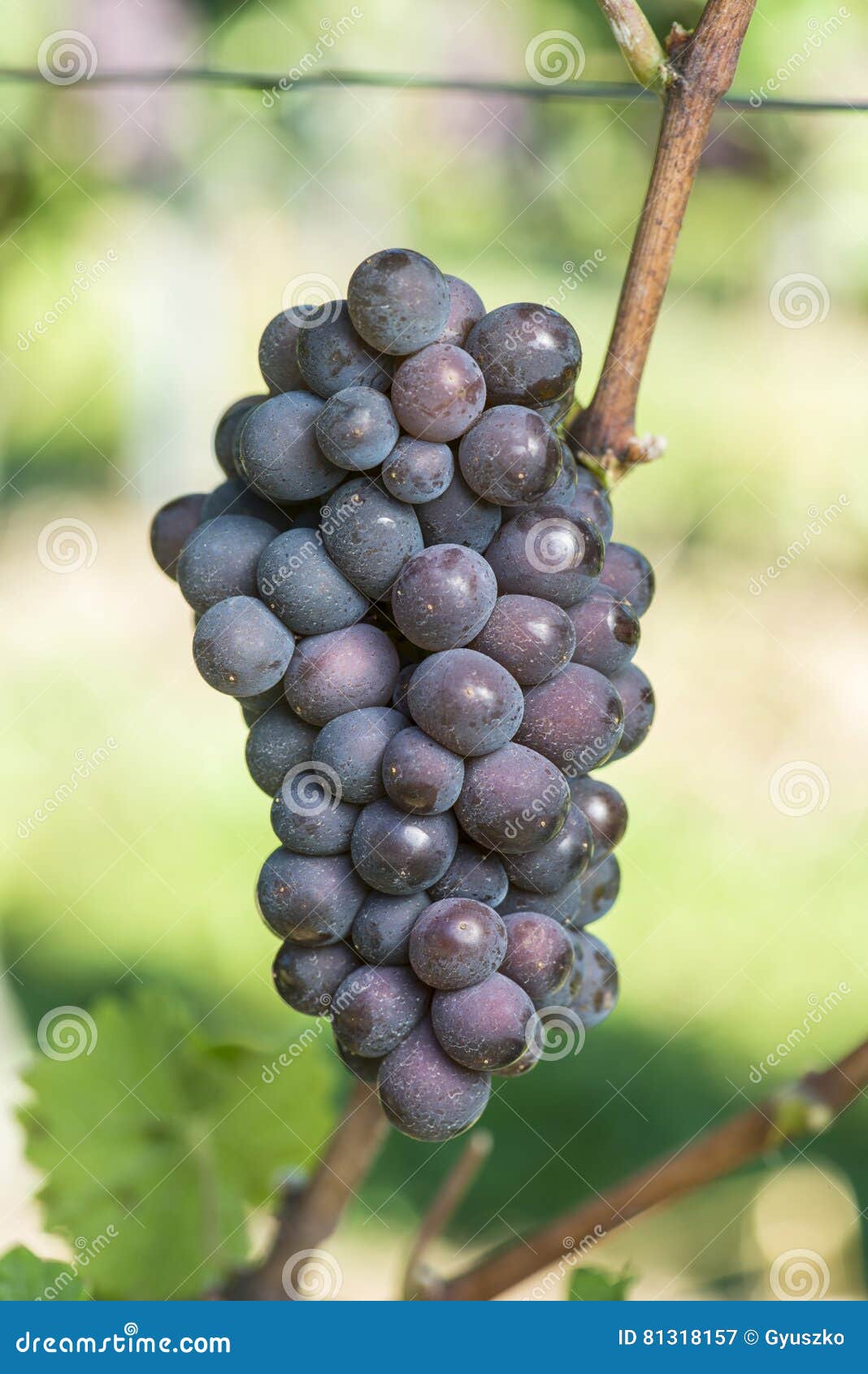 Ripe Pinot Gris Grape in the Vineyard before Harvest Stock Image ...