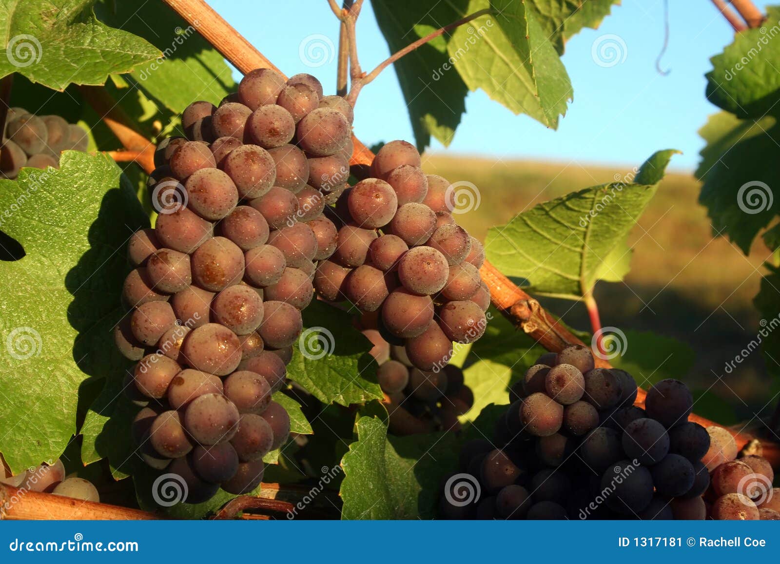 Ripe Pinot Gris Grapes stock image. Image of grapes, blue - 1317181