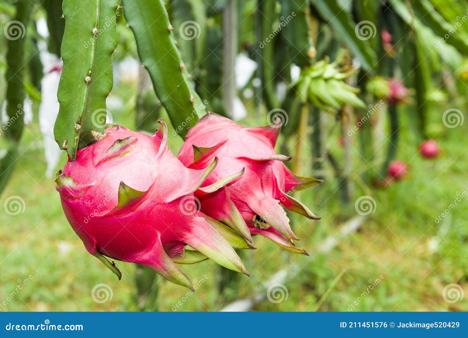 Close-up Pitahaya Fruit on the Pitahaya Tree Stock Photo - Image of ...